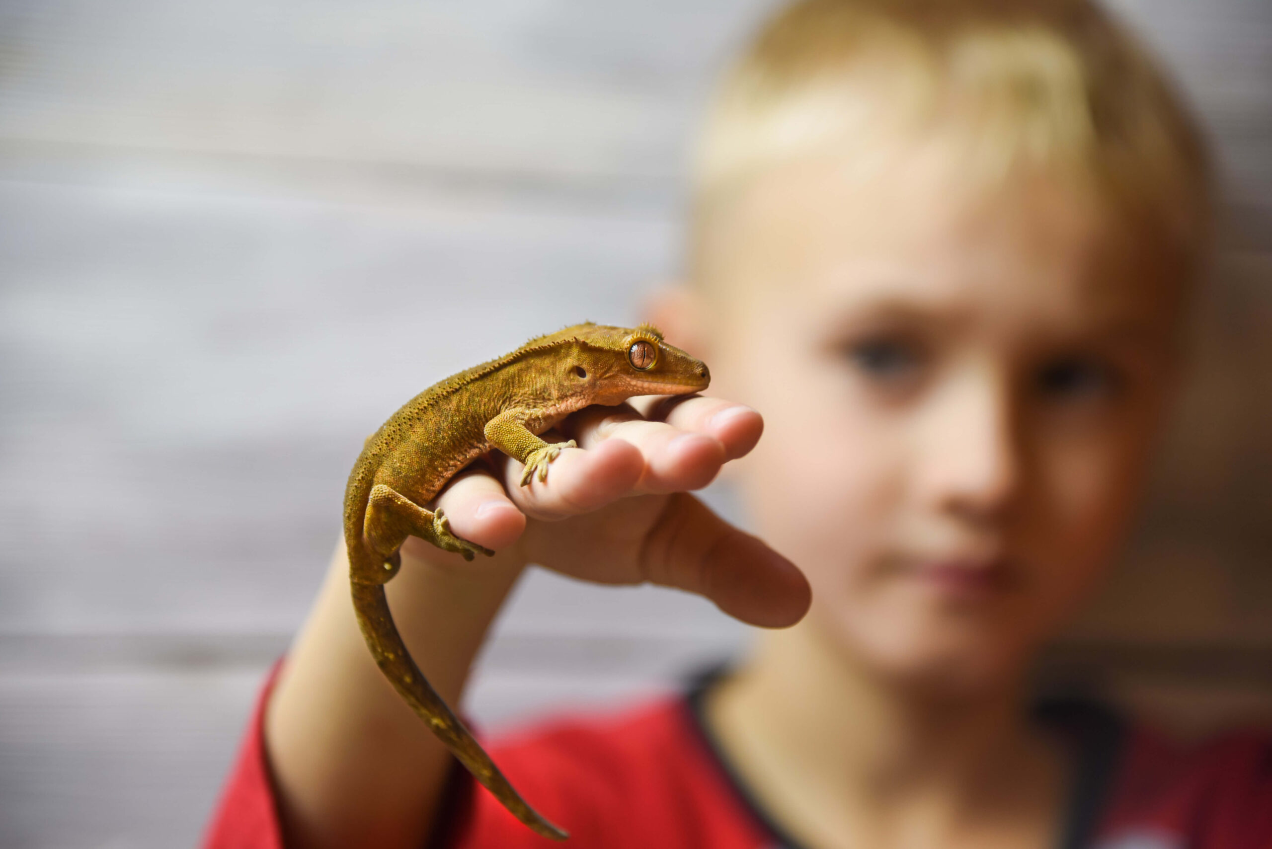 accessible education for all | Burpee Museum of Natural History