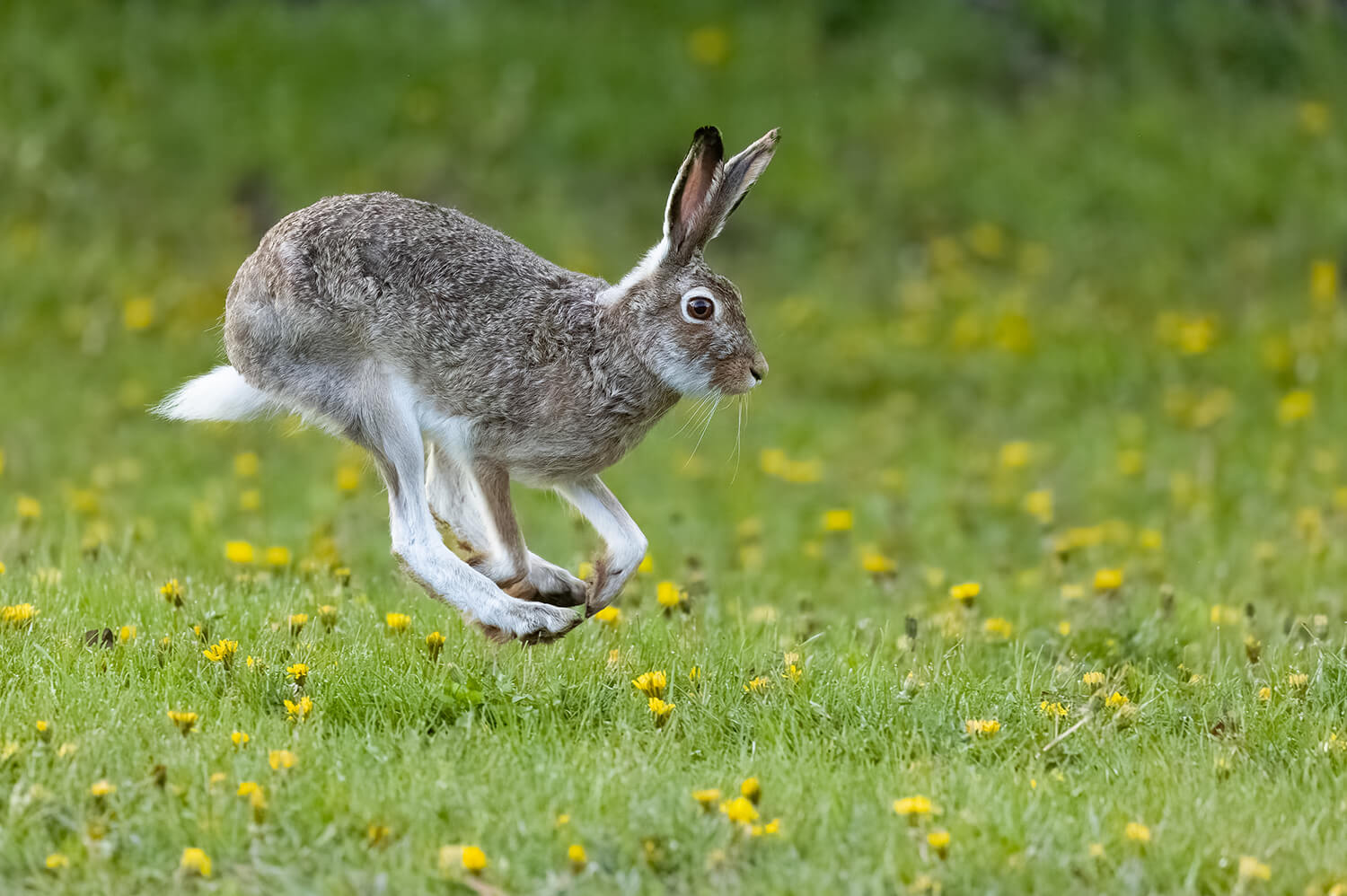 White-Tailed Jackrabbit | Burpee Museum of Natural History